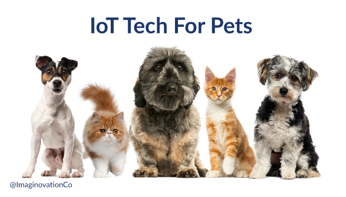 IoT Tech for Pets. While IoT tech might be developed by… | by ...