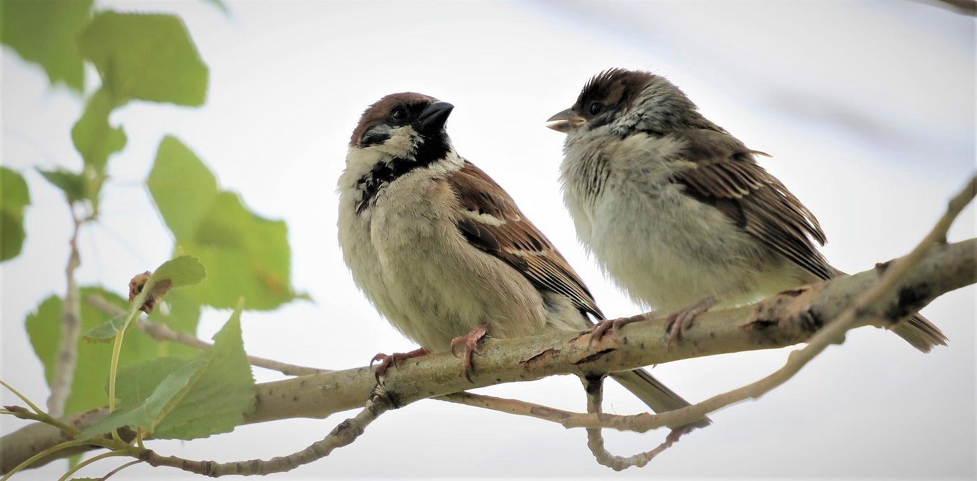 The Zen of listening: Creating space for deeper connection | by ...
