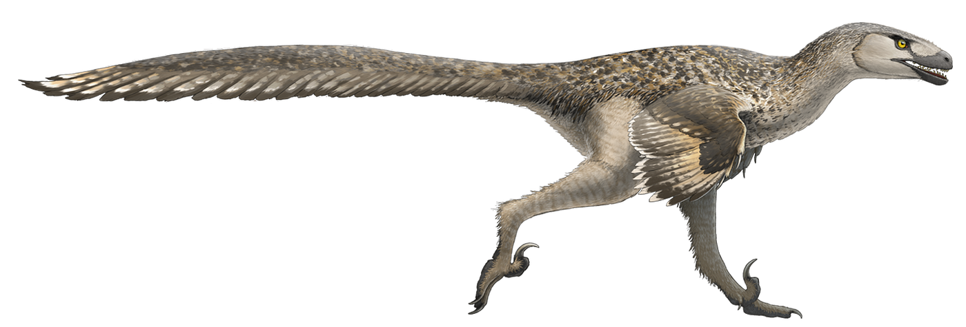 Dromaeosauridae: Meet the “Raptors” of the Mesozoic | by Panos ...