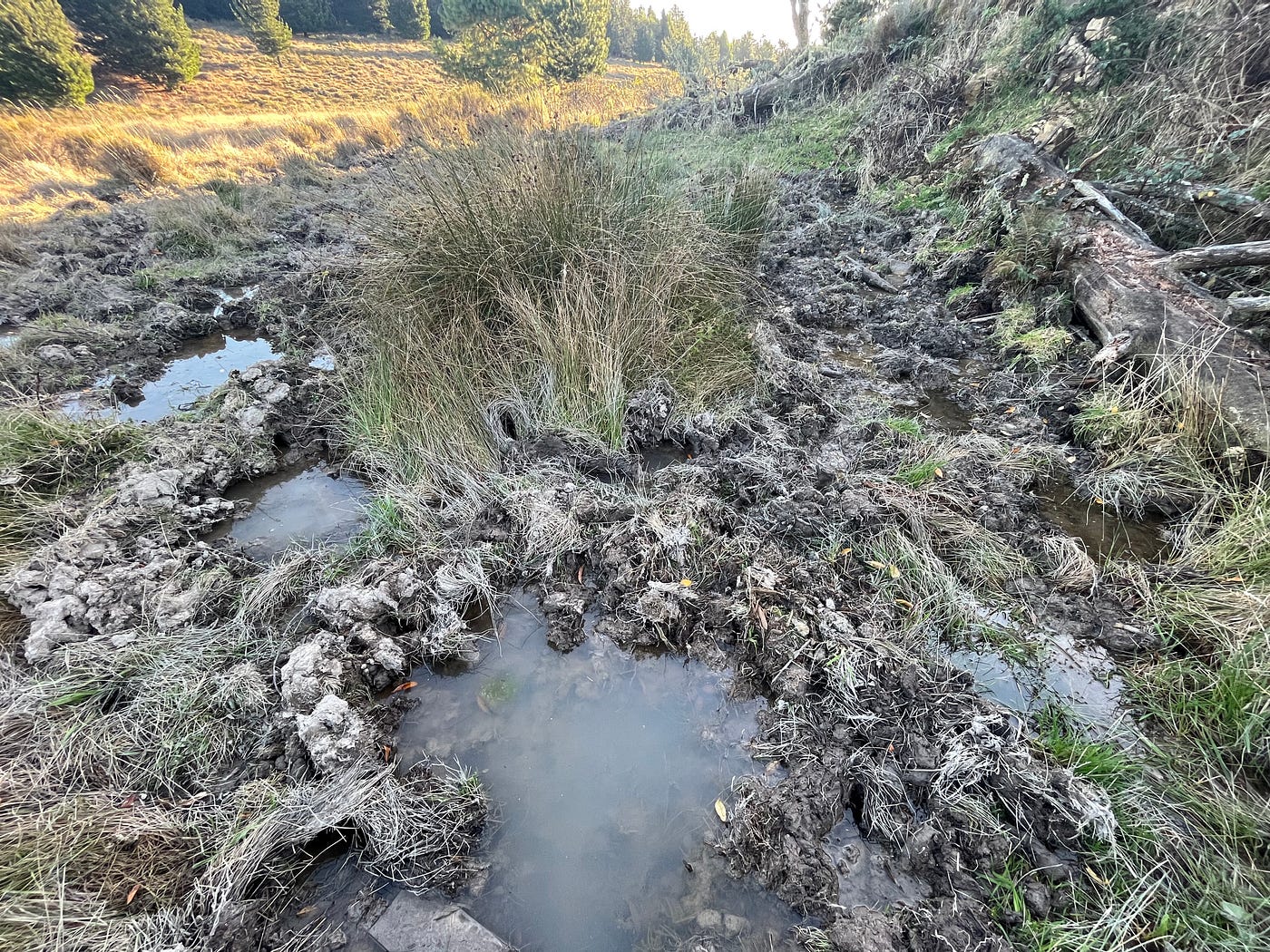 Life in a freezing shed.. I have had a few of you remind me that… | by ...