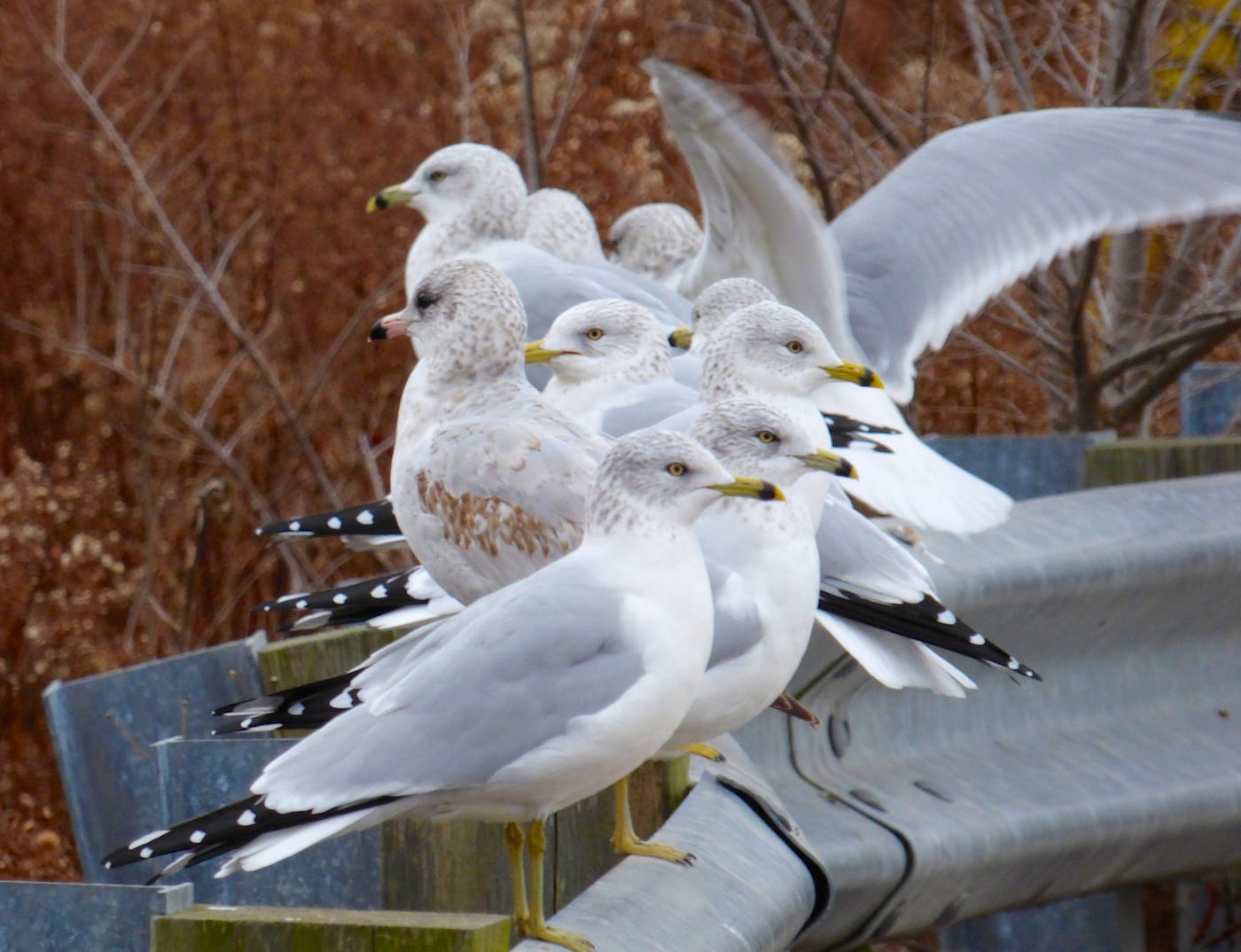 Natural Hamilton in Pictures: Birds | by Rob Porter | Natural Hamilton ...
