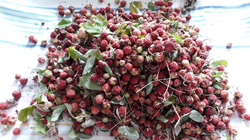Russian berries. My grannies and my mom used to make… | by Diana ...