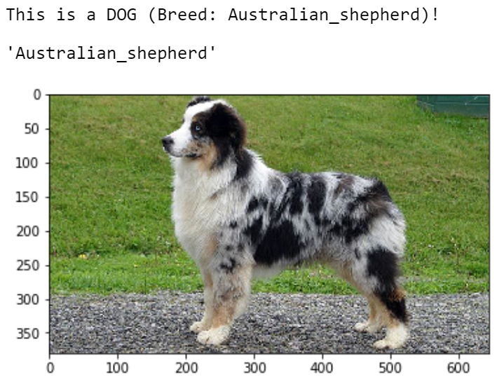 Dog Breed prediction using CNNs and transfer learning | by Wenjie Zheng ...
