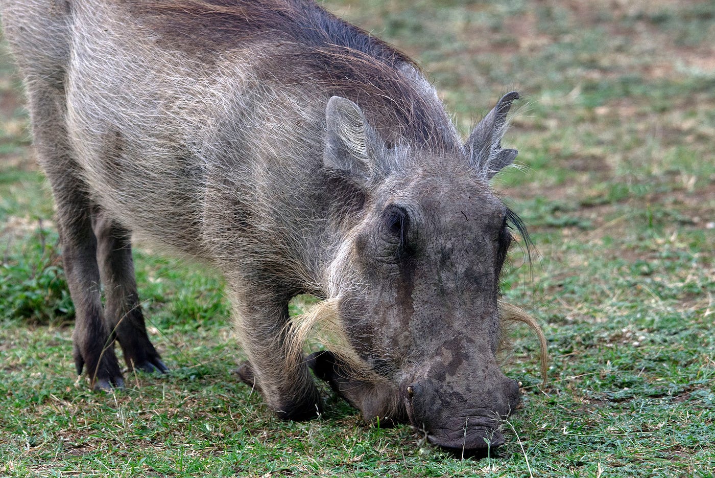 Putting the Art in Warthog. Naturally weird — in five words | by ...
