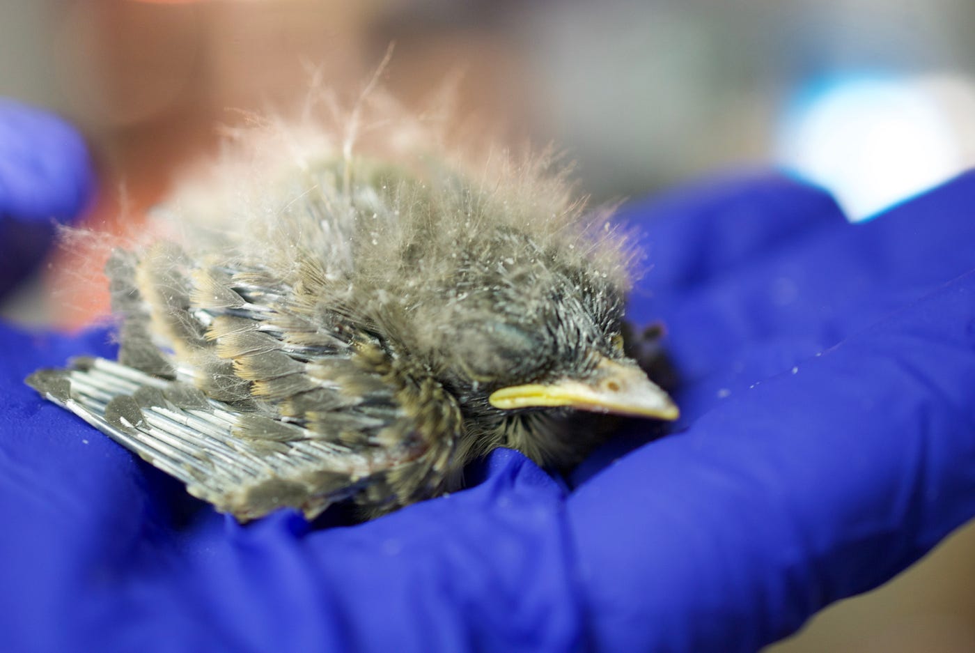 The Myth Surrounding Baby Songbirds | by Chantal Theijn | The Natural ...