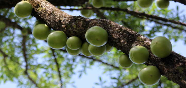 The Fruit of the Morro Tree [Crescentia alata] | by Scott Meadows ...