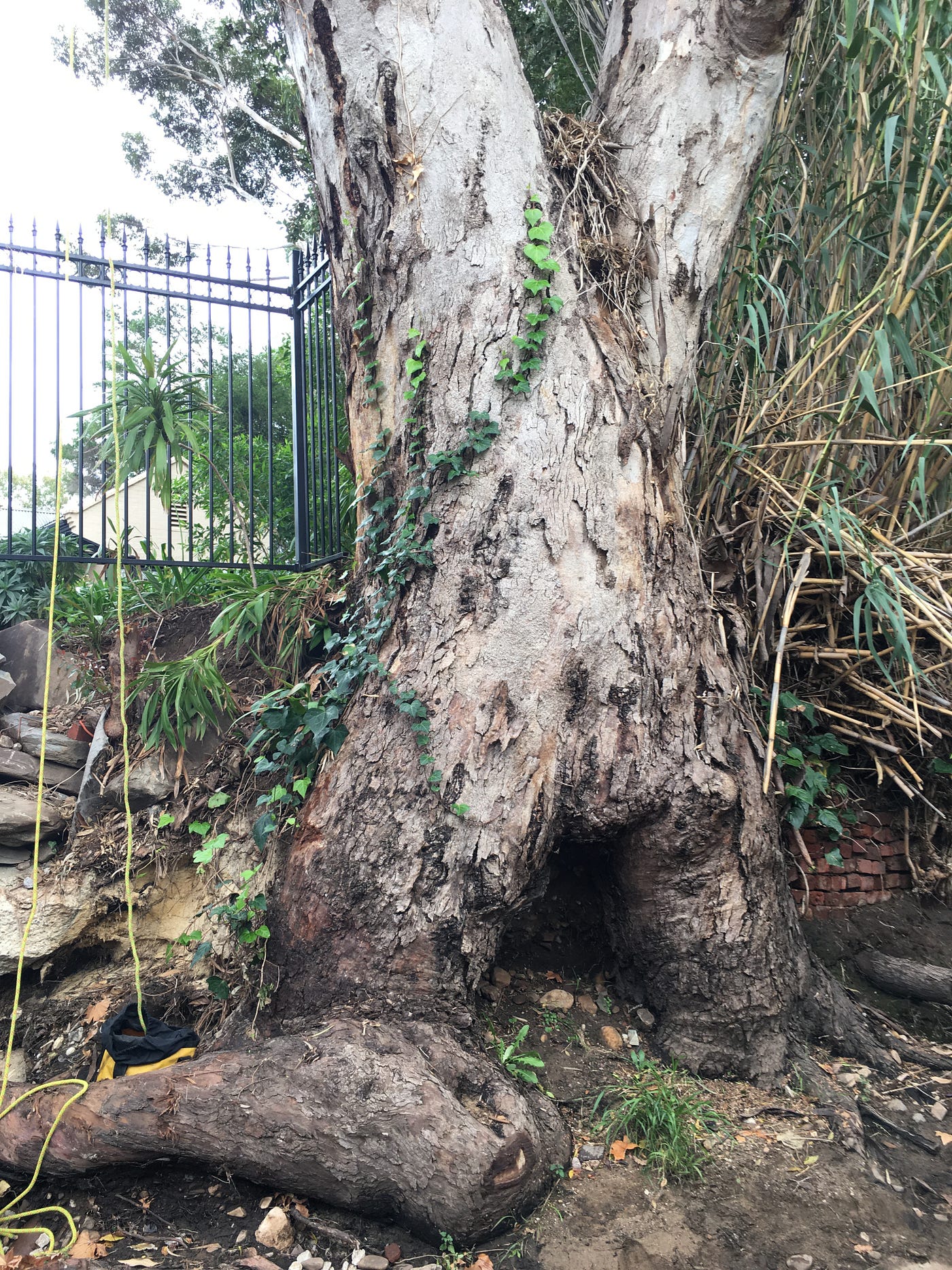 First Creek and the Red Gum. What a big gum tree tells us | by Tiago ...
