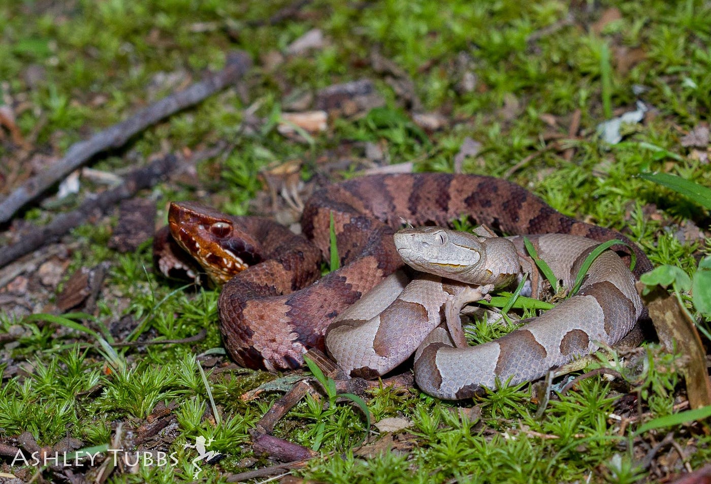 How NOT to Identify a Venomous Snake | by Micha Petty | The Natural ...