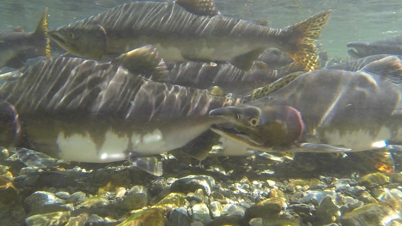Where the River Meets the Tides: Salmon and Estuaries | by Salmon World ...