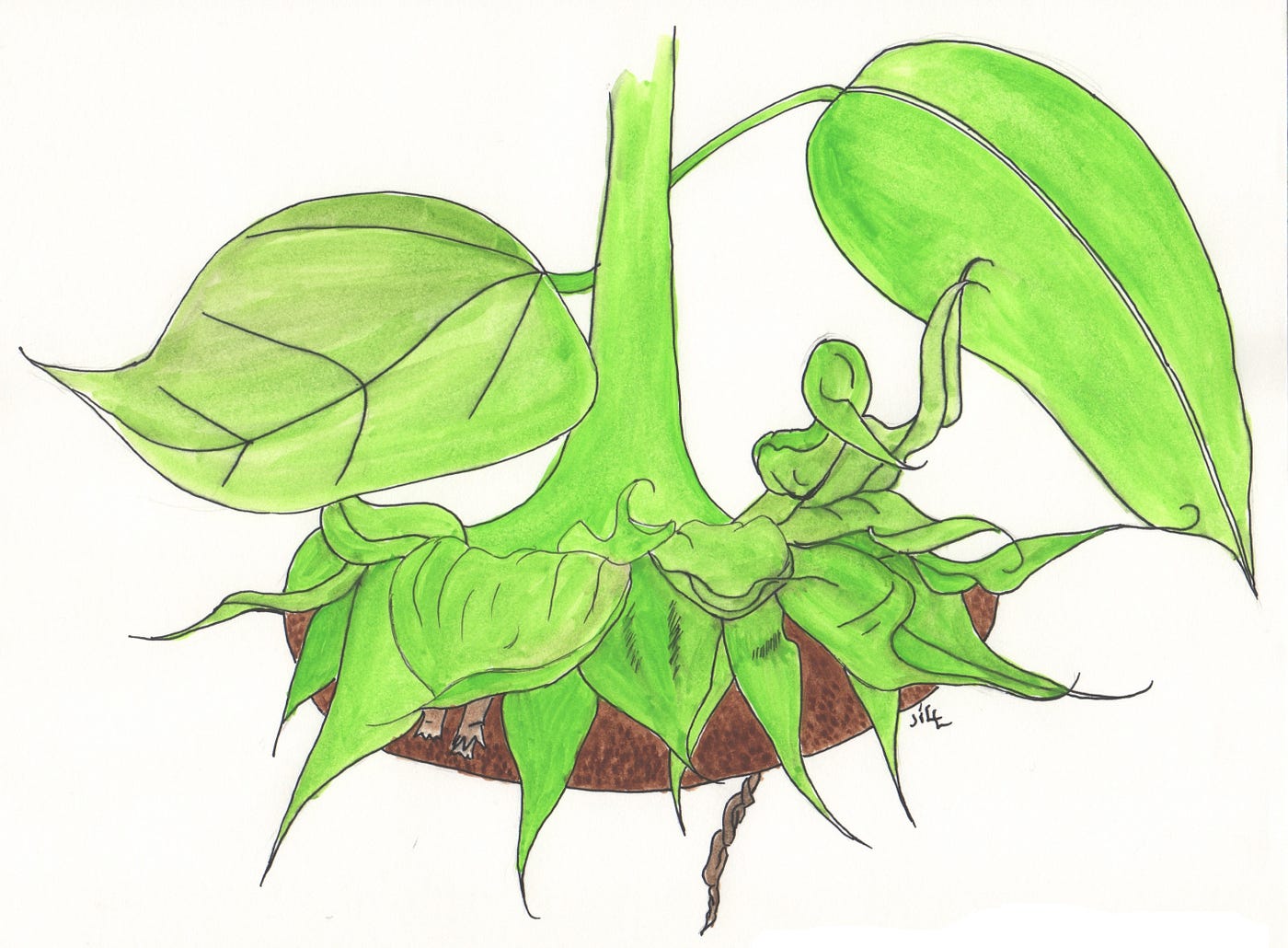 Illustration & Drawings and more! - Jill Cassidy Lindner - Medium