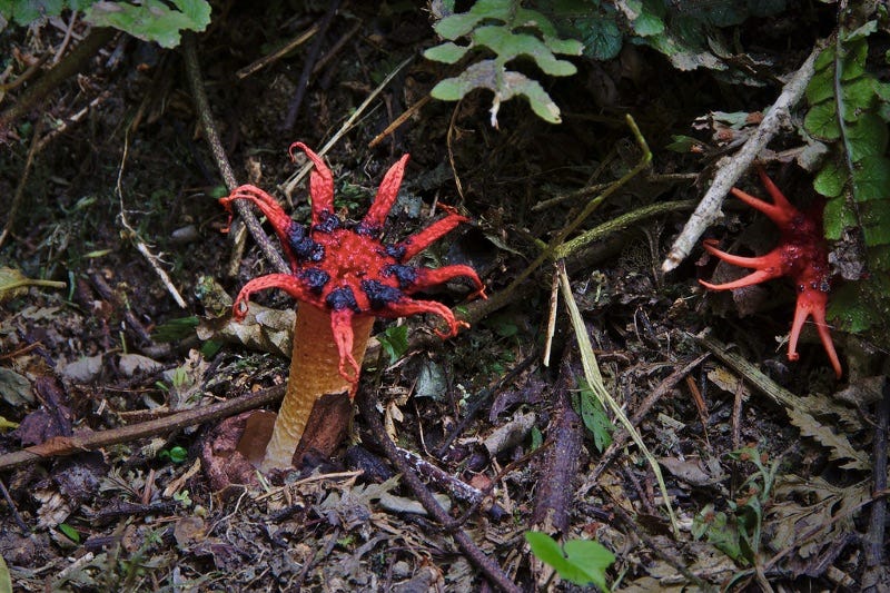 Top 5 weirdest mushrooms (from the Stinkhorn Family) | by The Dancing ...
