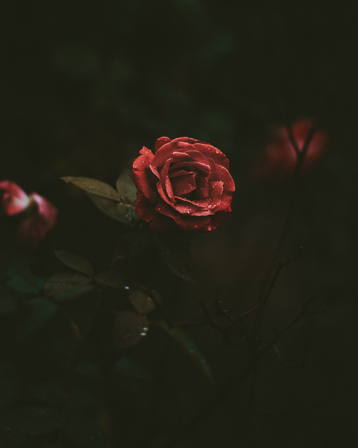 Rose. A Haiku | by Vivienne Teh | Haiku Hub | Medium