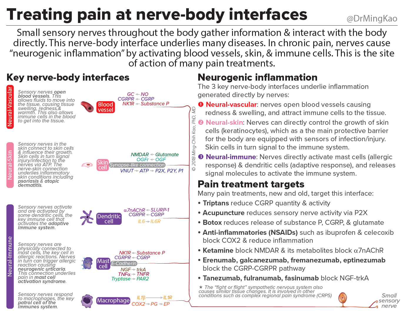 Treating pain at nerve-body interfaces | by Dr. Ming Kao | Within ...