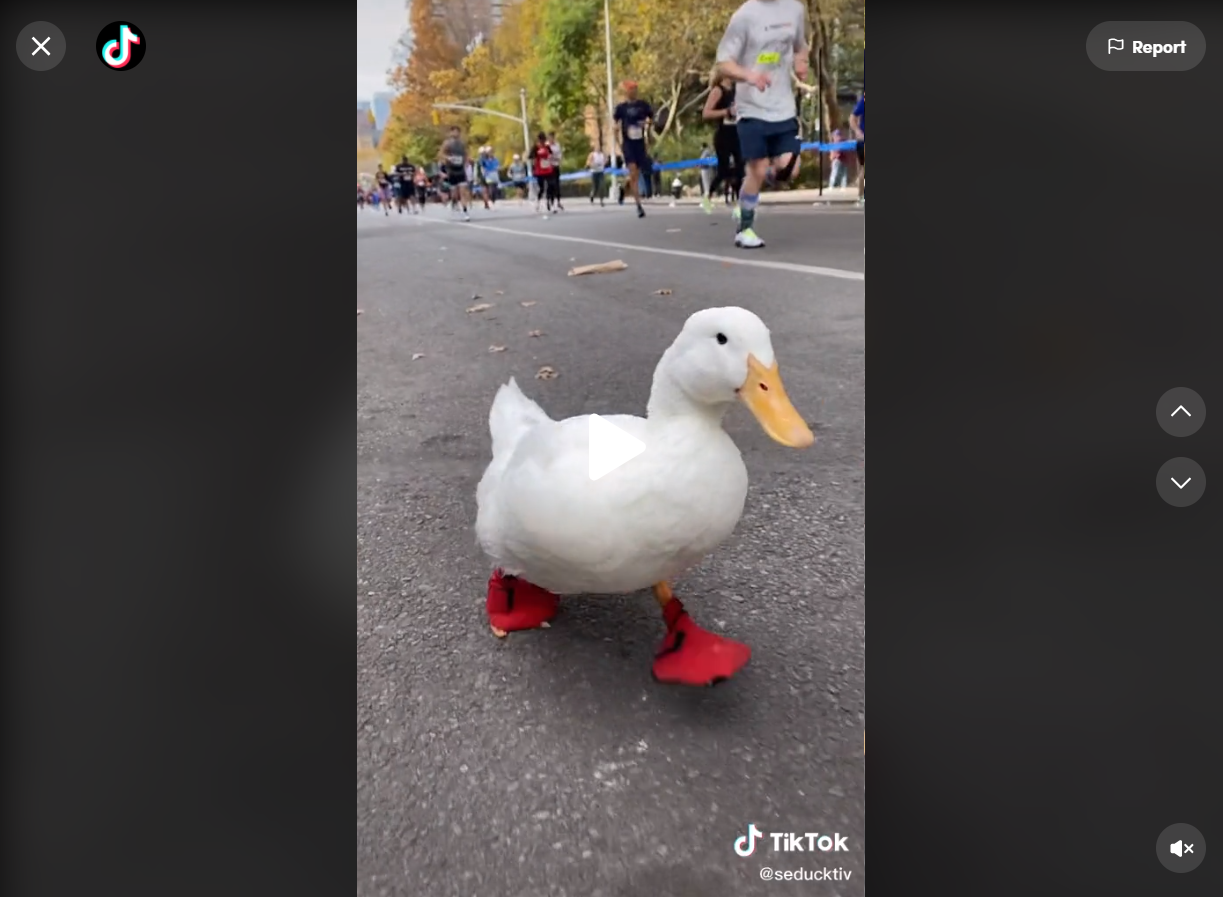 This Duck in Sneakers Ran in the New York City Marathon | by Gillian ...