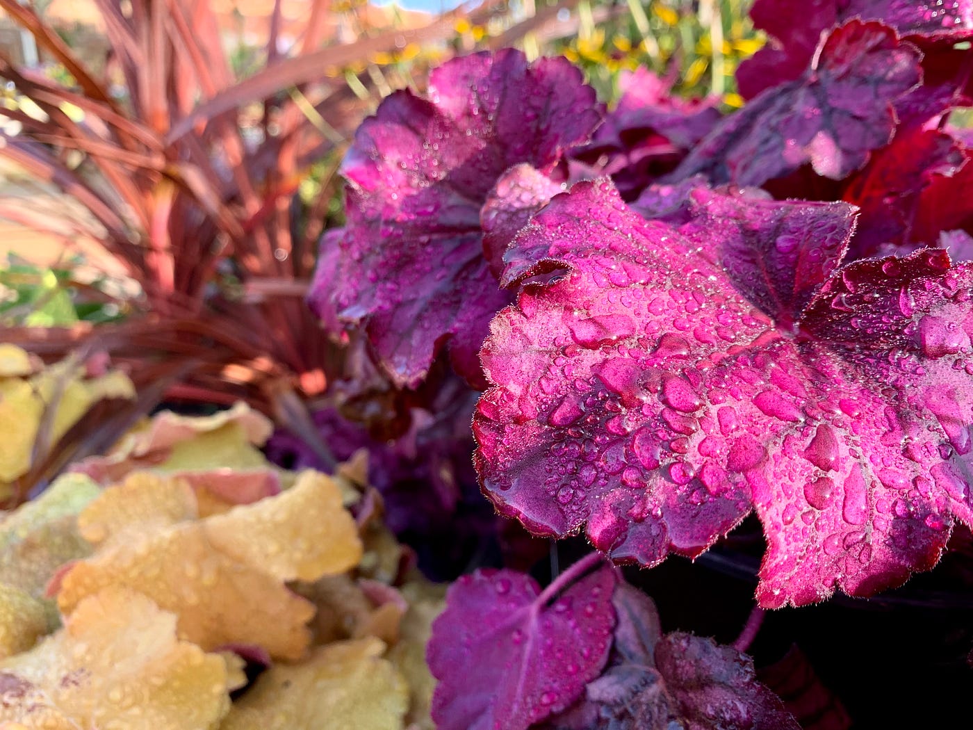 All the Colours of the Heuchera. Sharing my love of the heuchera ...