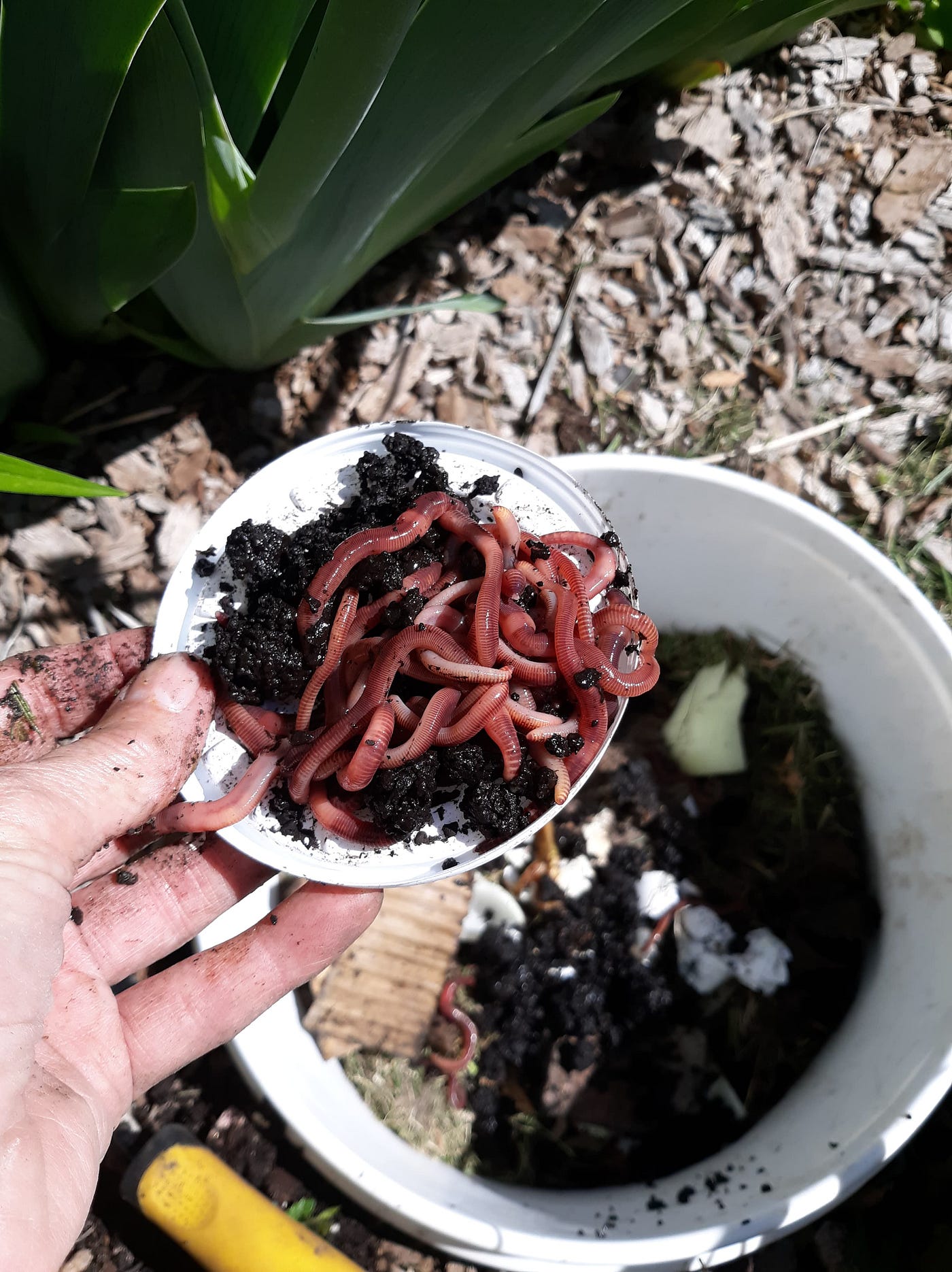 How To Build A Worm Garden. And Why It’s Important! | by Mary Ingram ...