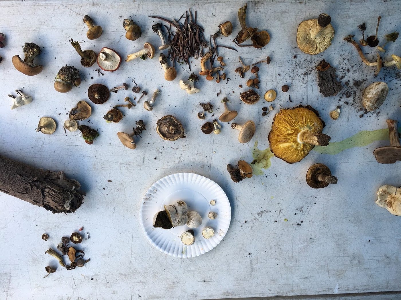 Why “Nature-Hunting” Should Be Your Next Hobby 🍄🌟🎣 | by Stephen ...