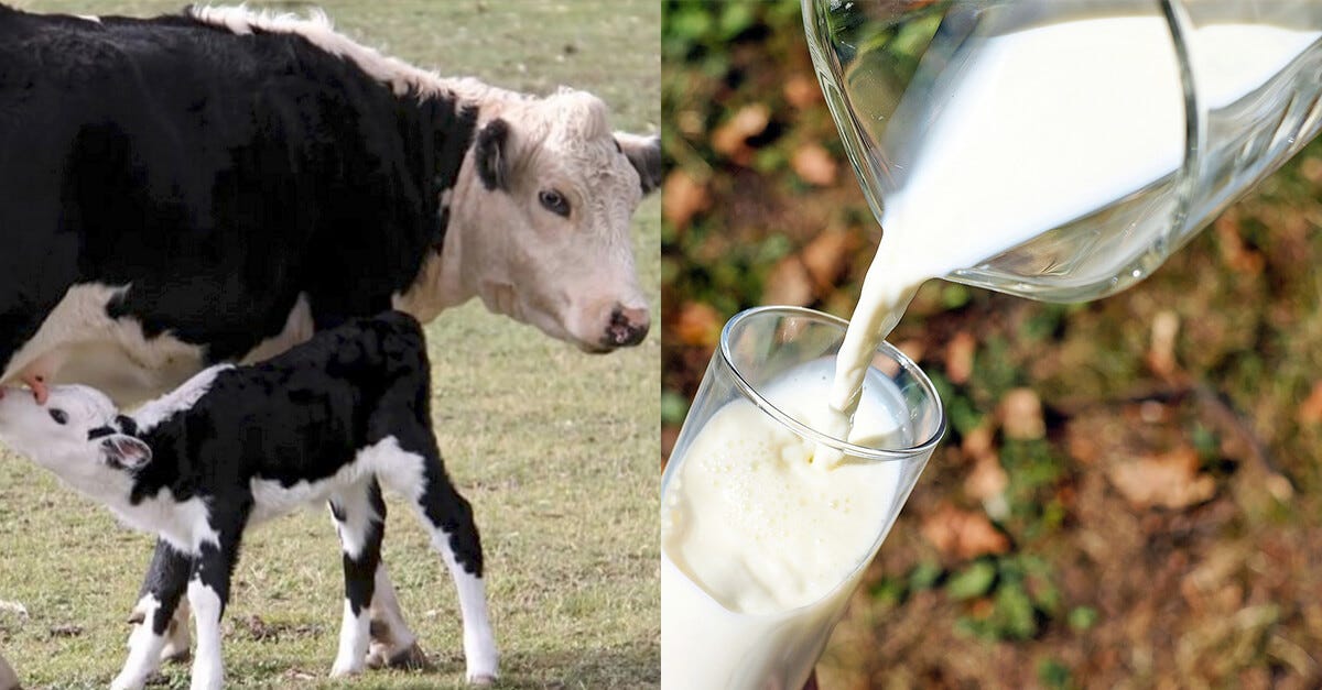 Fake milk is real news, as synthetic alternatives threaten traditional ...