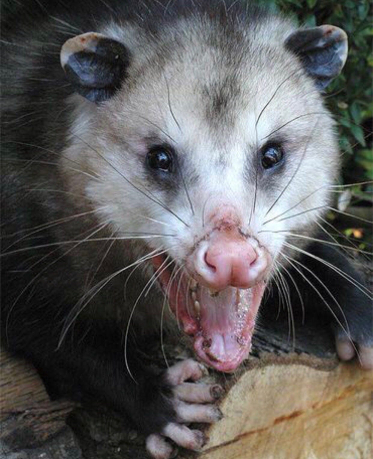 Angry Possum