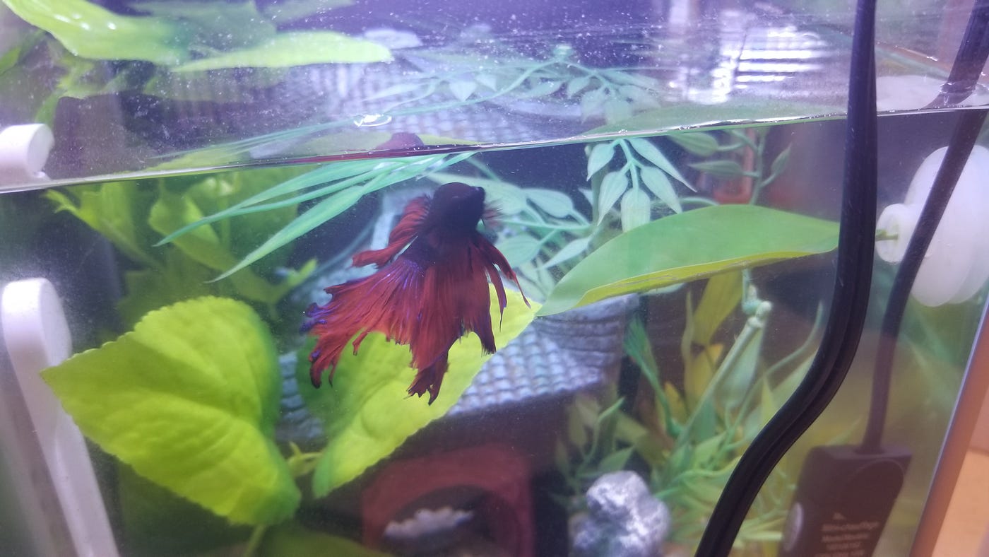 The Tragic Story of Silly Sally. Cutest betta fish that ever existed ...
