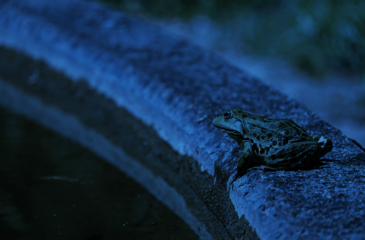 what-s-this-outside-the-well-a-young-frog-enters-the-world-outside