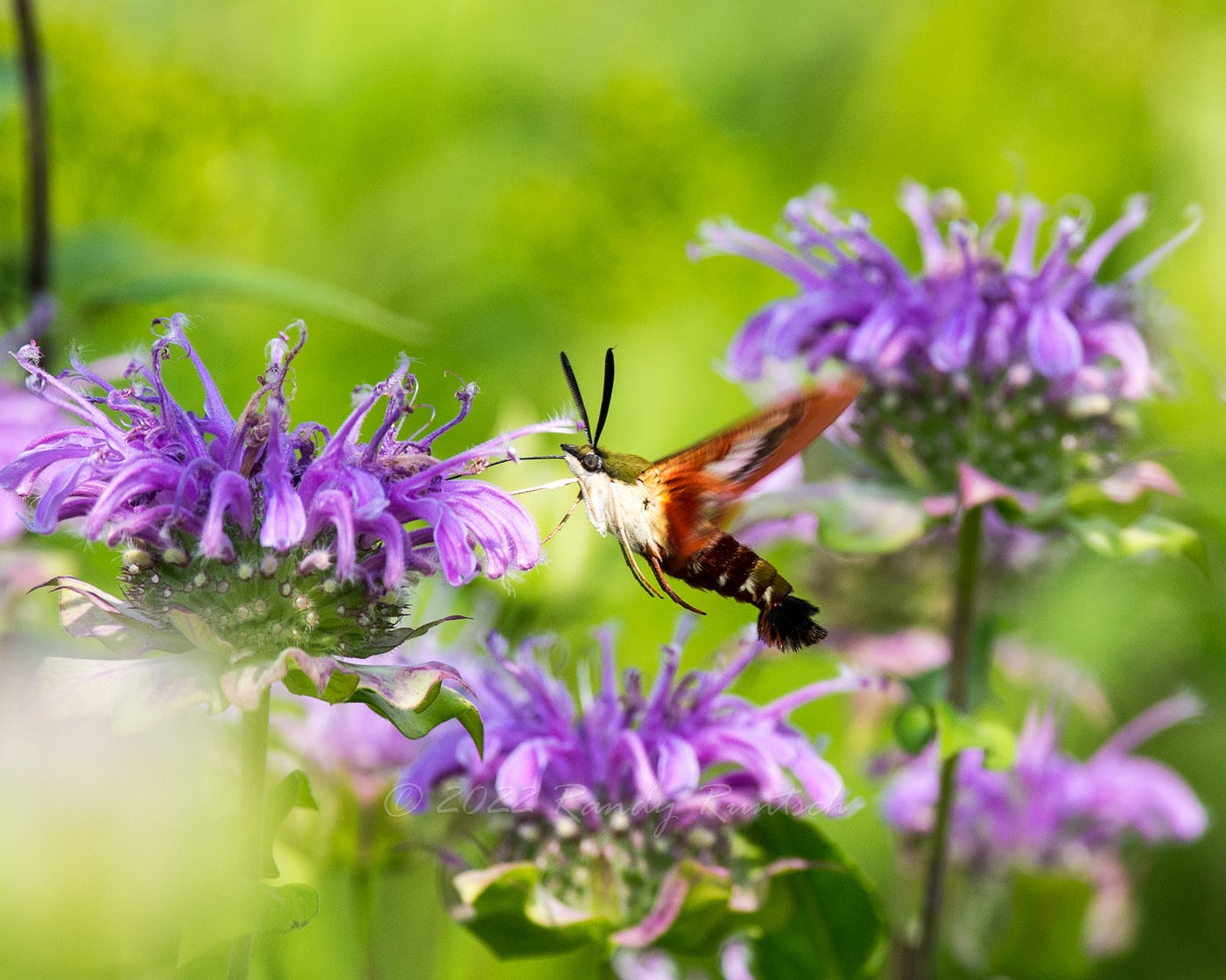 The Flight of the Snowberry Clearwing | by Randy Runtsch | Wildlife ...