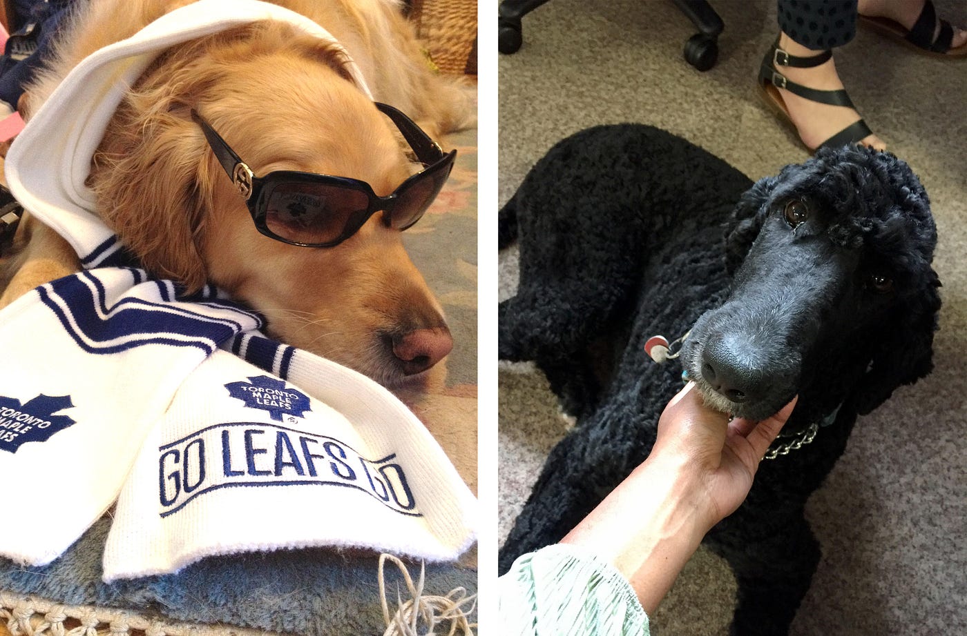 How to convince your boss to have a dog-friendly workplace | by Melissa ...