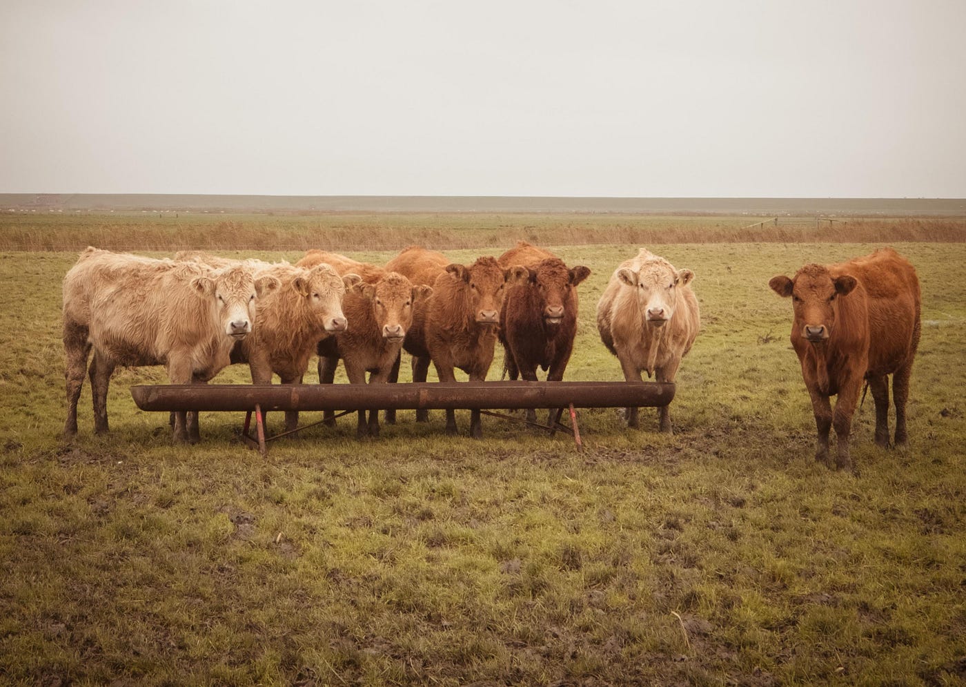 Apocalypse cow - bizwest