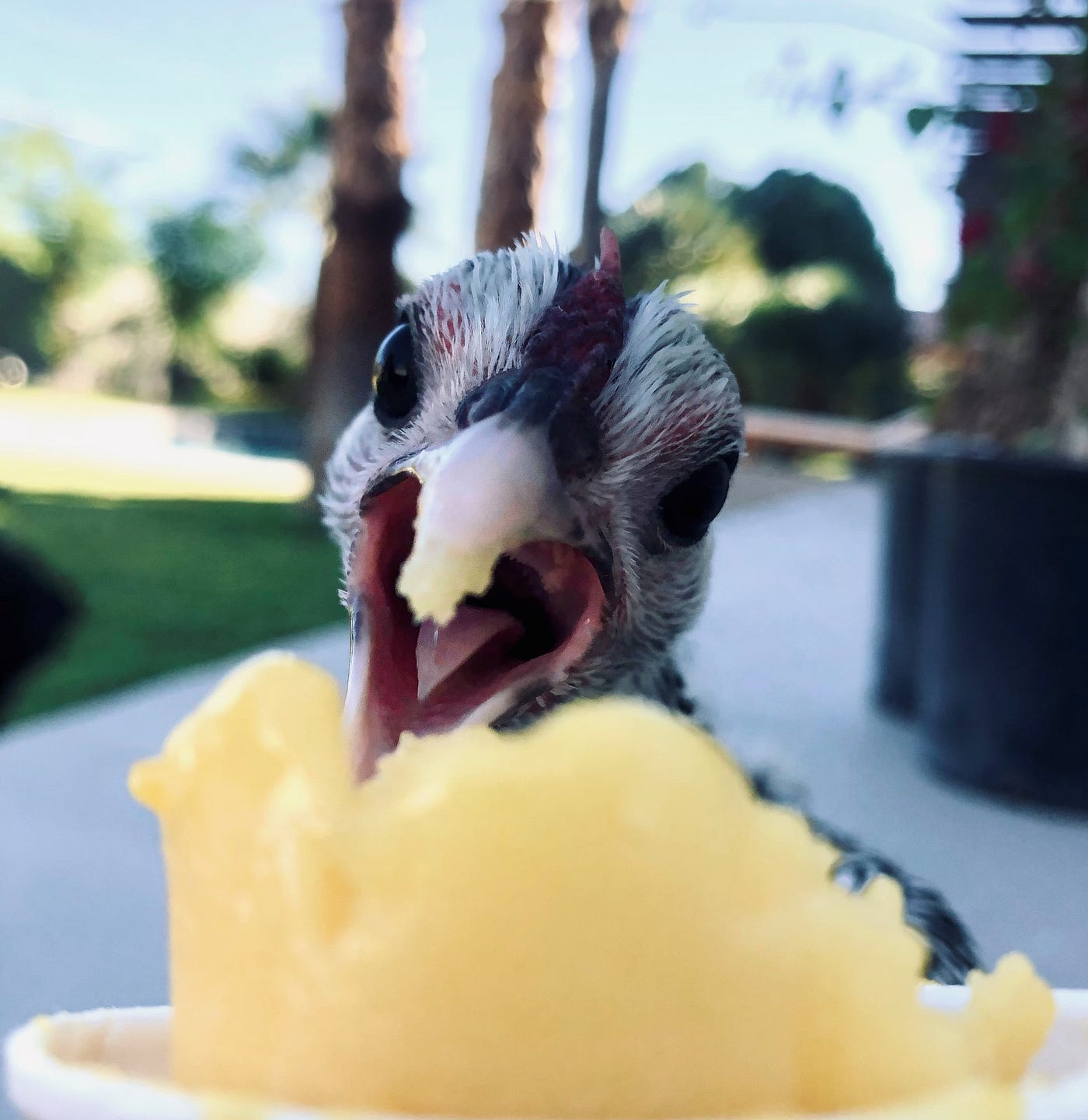 4 Inedible Objects Chickens Can’t Resist | by ren the house hen ...