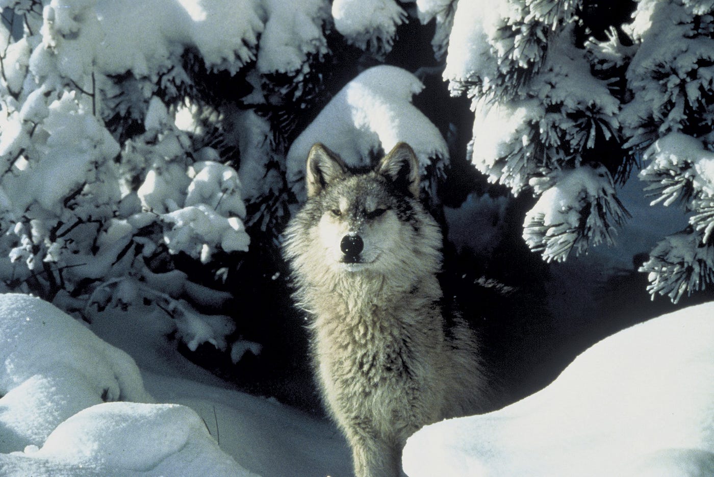 Wisconsin’s Brutal Winter Hunt Shows Why Wolves Need Federal Protection ...