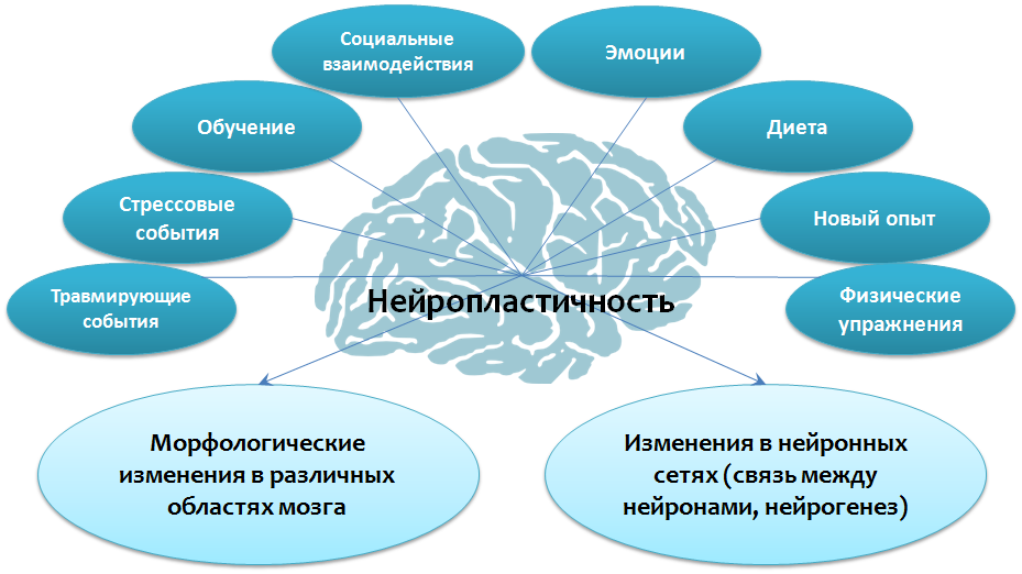 Молекулярные аспекты патогенеза депрессивных расстройств | by Alex ZVY | Open Longevity RUS | Medium