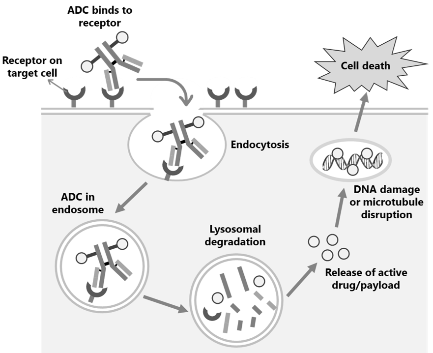 Antibody-drug conjugate or ADC (Part 7- mAbs) | by Roohi Bansal ...