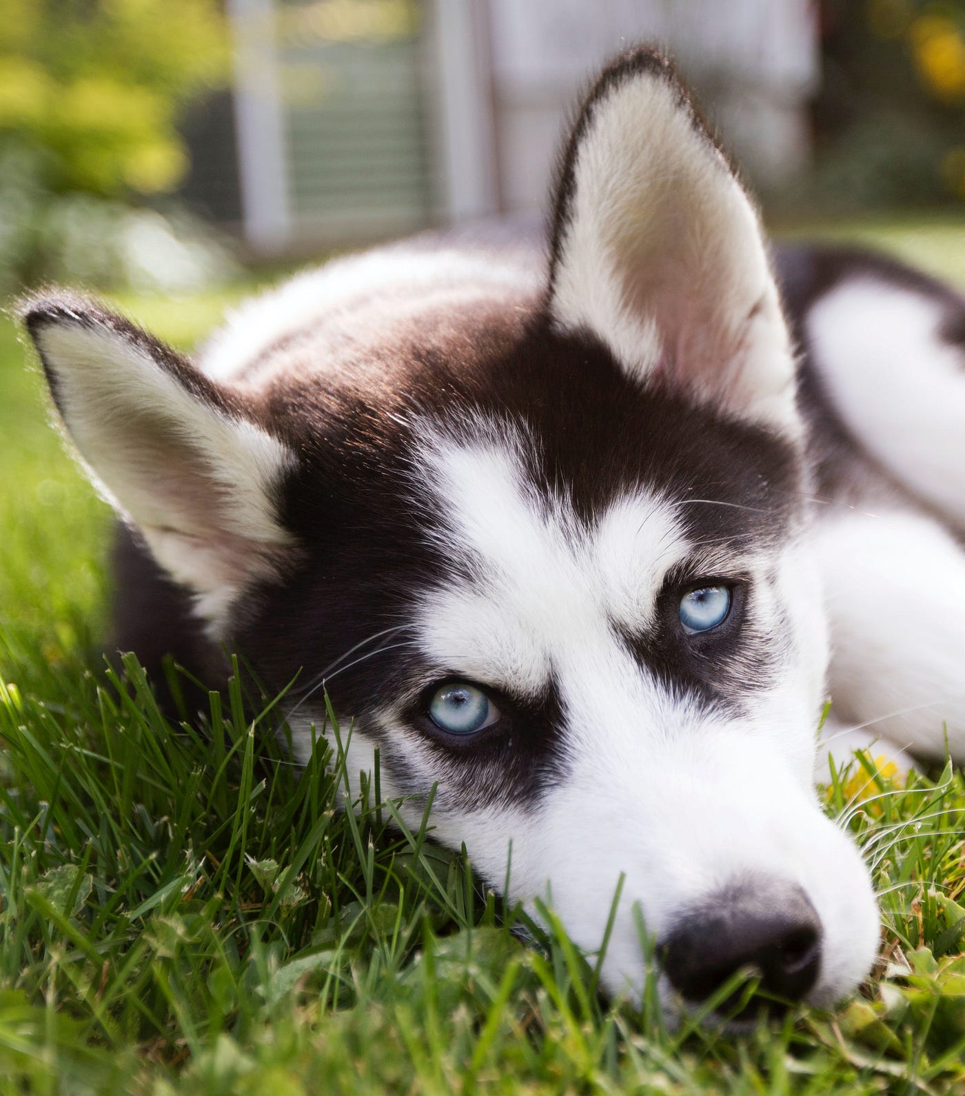 Are You Ready for a Siberian Husky? | by Nancy Lovering | Creatures ...