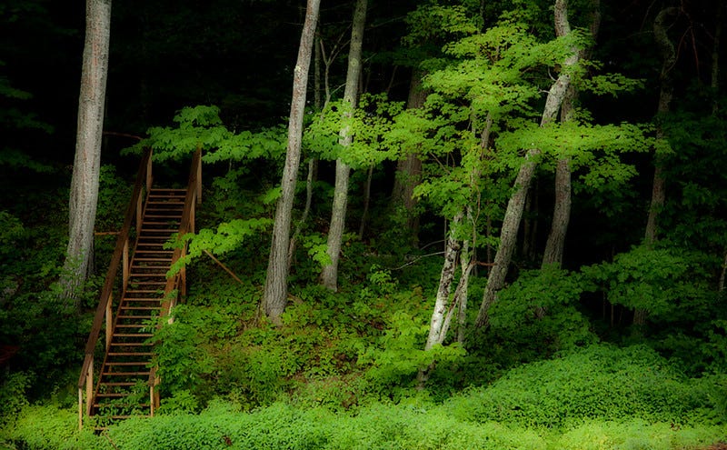 Isolated Staircases Are Being Found in National Forests | by Renee Rose ...