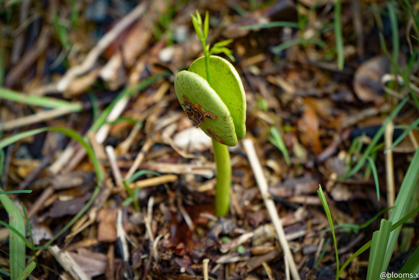 Uprooting and replanting. Photo of a newly sprouted wild plant in… | by ...