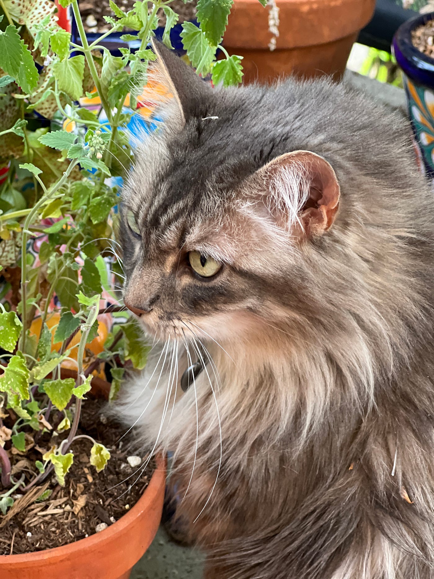 Miss Uma Zooma Angelwings Loves Her Catnip | by Erika Burkhalter ...