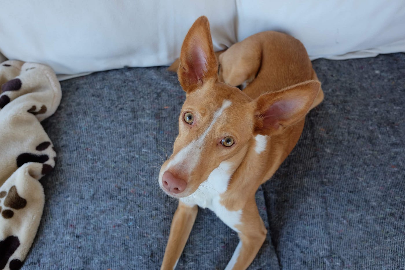 Adopting a podenco | Medium