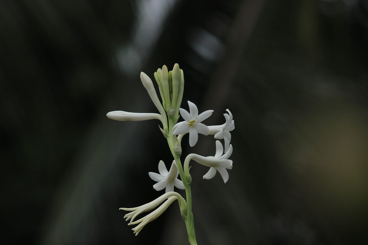 Image Processing Pipeline For ML/DL Projects In Python | by Rohan Hirekerur | Artificial ...