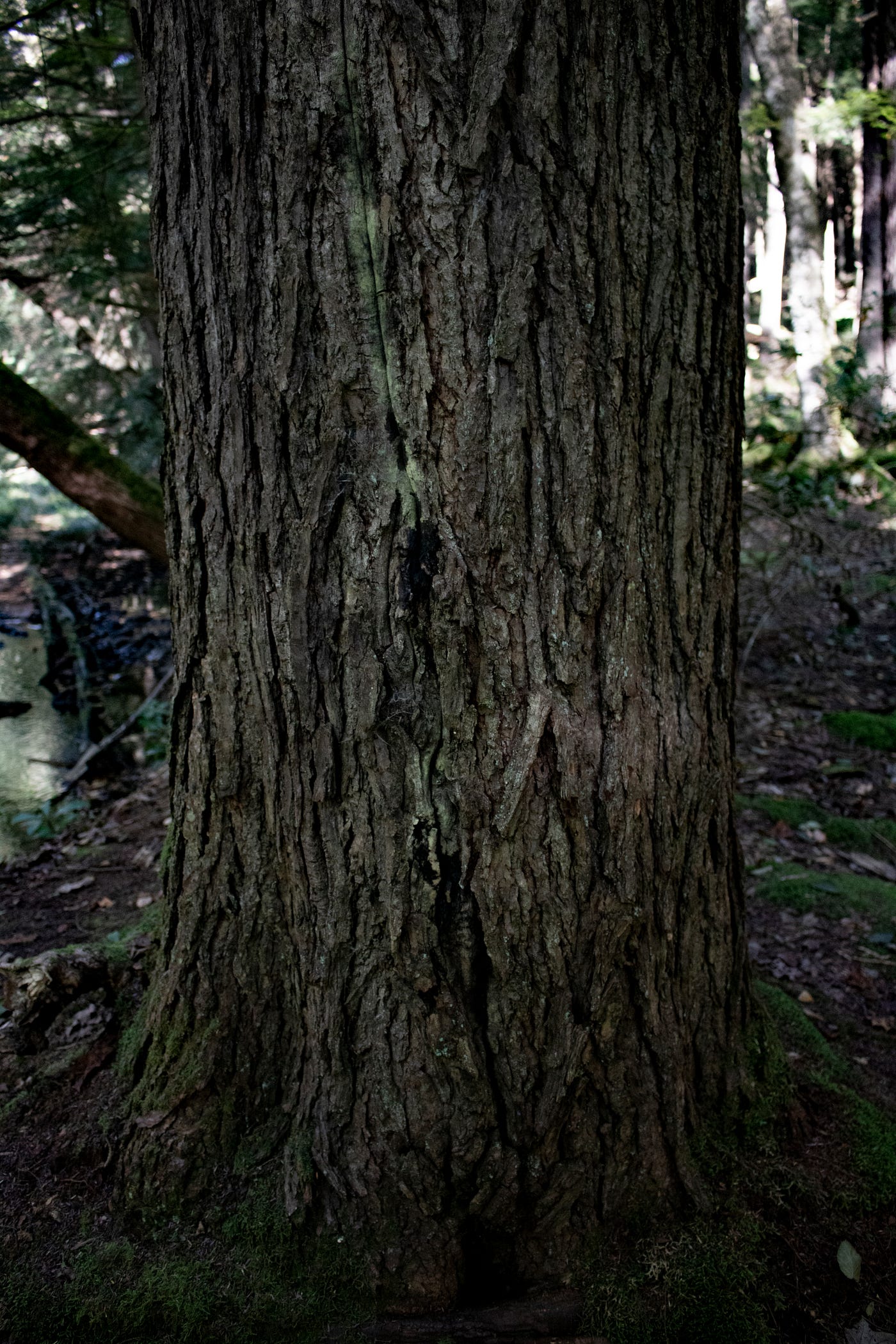 How the Eastern Hemlocks of Cook Forest Live | by Cathryn Ploehn ...