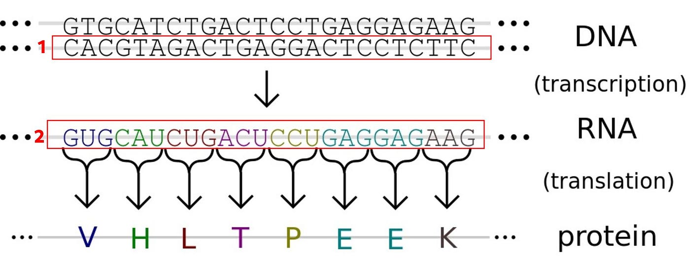Bioinformatics In Python Dna Toolkit Part 2 Transcription And Reverse Complement By