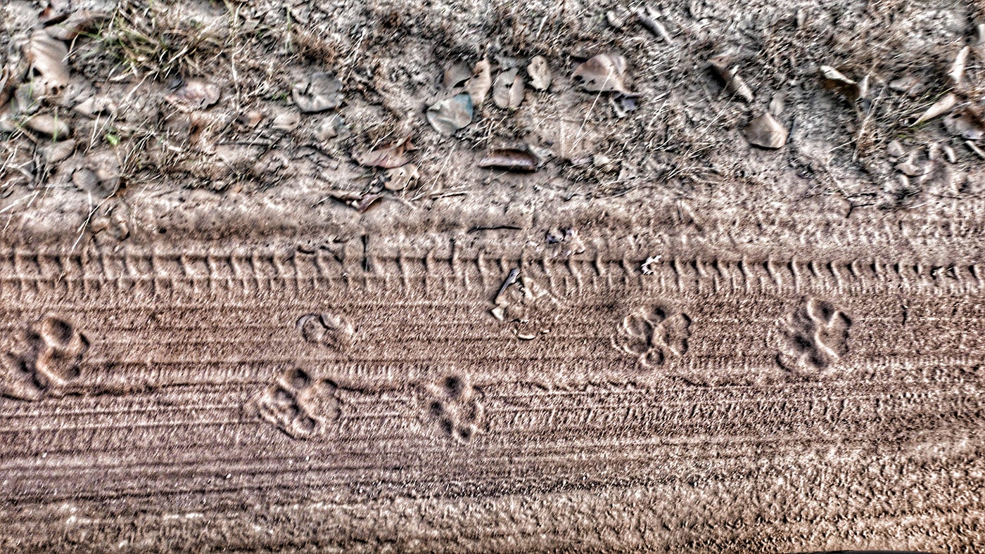 Project: Tiger. “These pug marks are fresh,” said our… | by Shrinath V ...