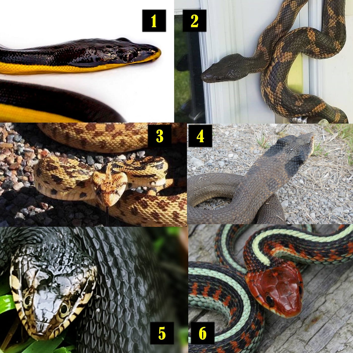 How NOT to Identify a Venomous Snake | by Micha Petty | The Natural ...