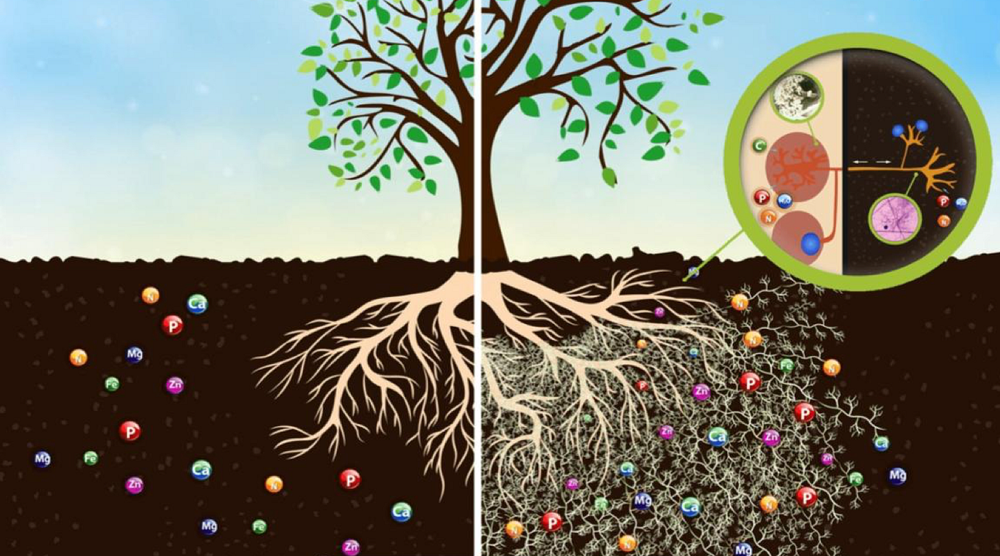Intro of Mycorrhiza. Plant Immune System. | by Adi Prima | Medium