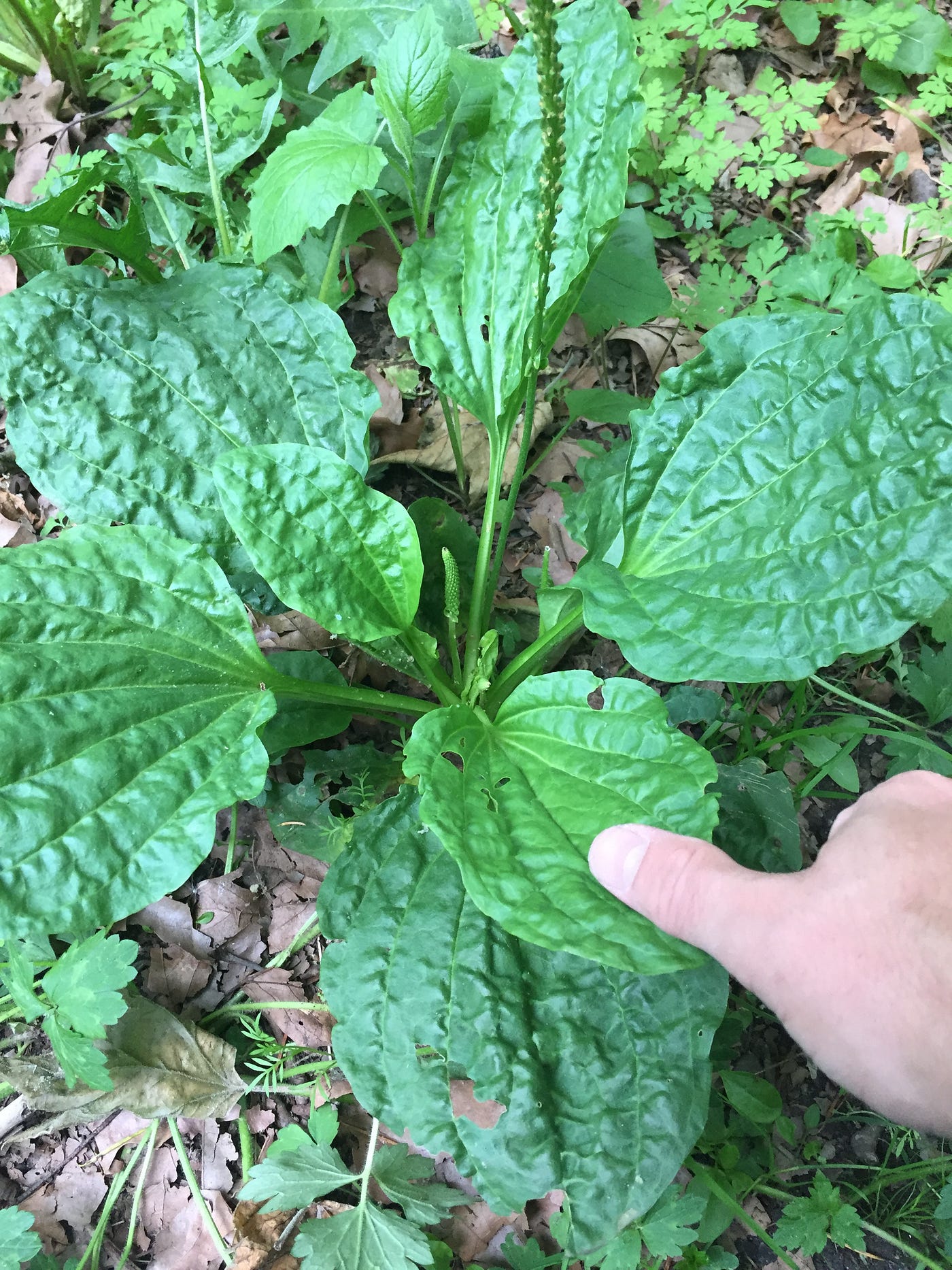 The Gifts of King Plantago. Wild Foods Challenge, Day 20 | by Jeremy ...