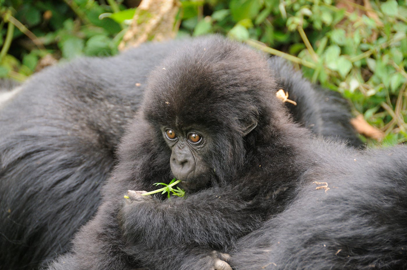 Gorillas, Goats, and Dr. Garbe. You can try to help animals as a… | by ...