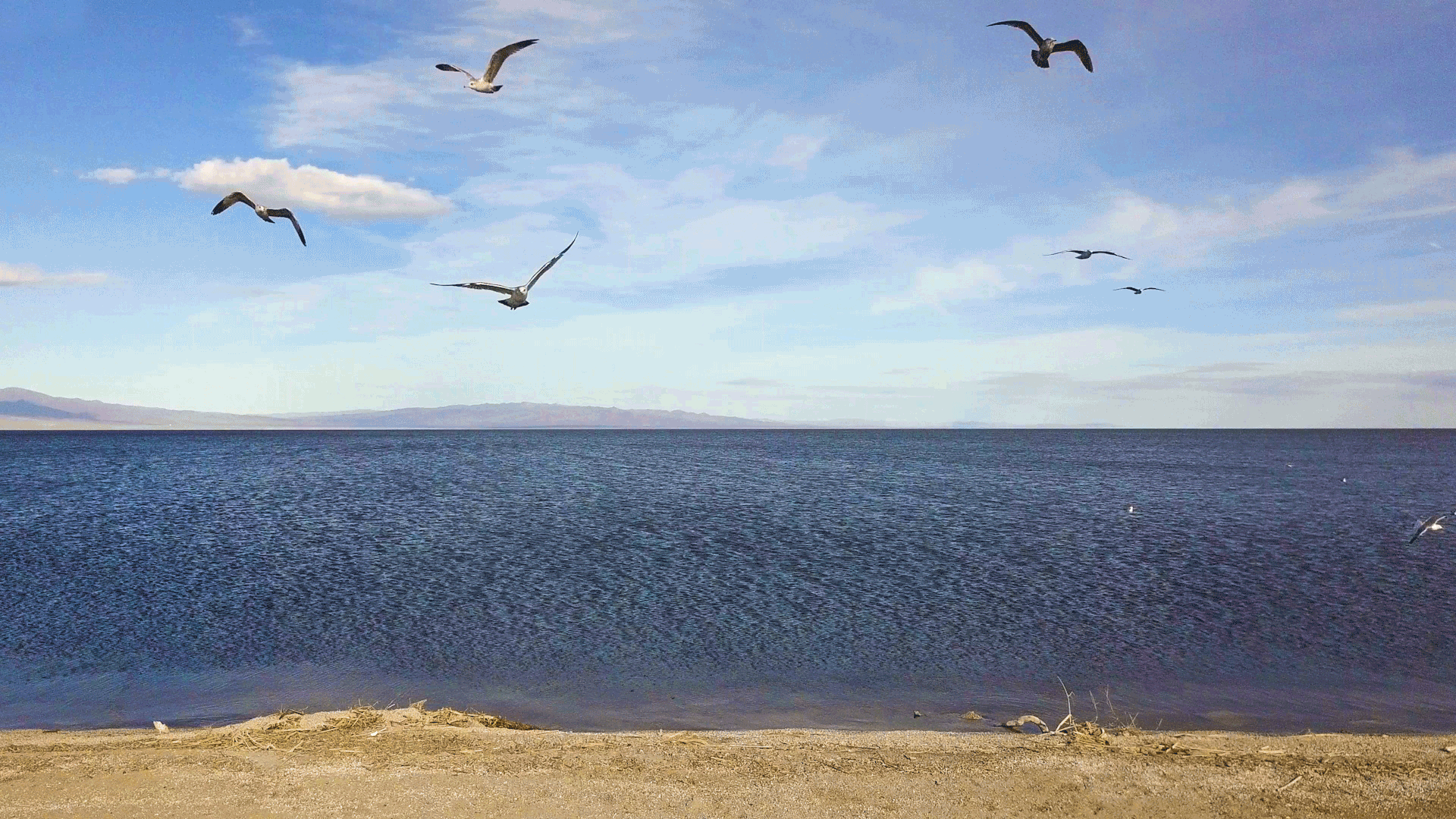 Animated Clipart Of Sea Birds