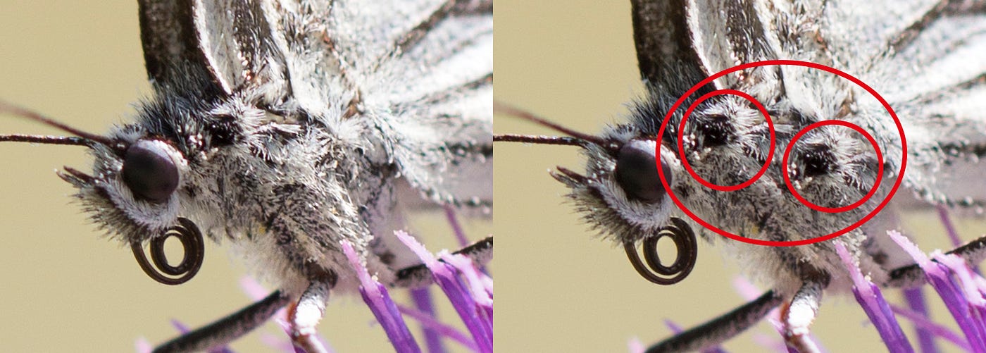 Macro Photography 3.2. Photoshop | by Lars Richter | Medium