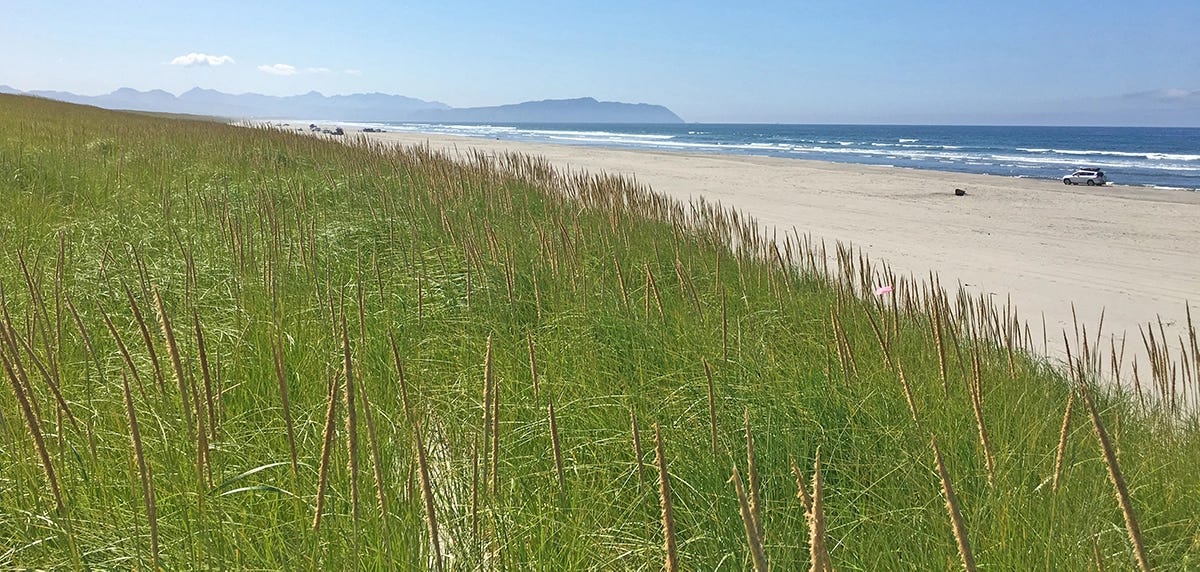 Two nonnative beach grasses have hybridized in Oregon and Washington ...