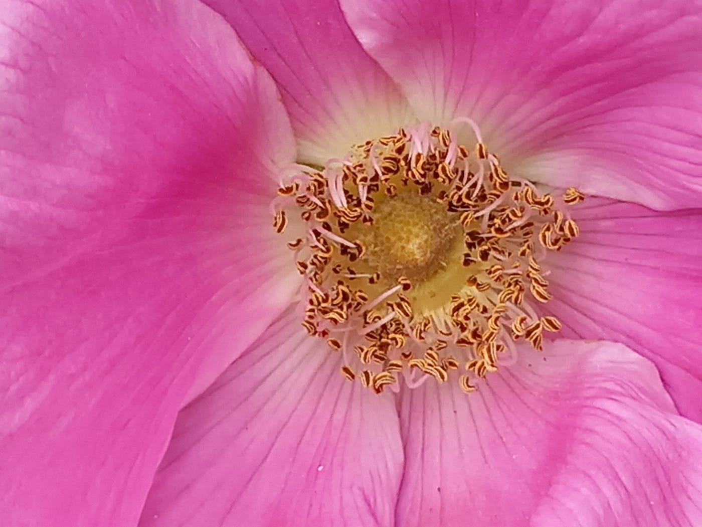Deep Pink - Flower Violet Poet - Medium