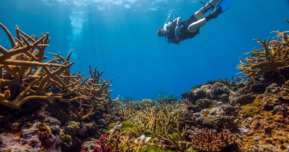 New Research Illustrates the Complexity of Reef Restoration | by Daniel ...